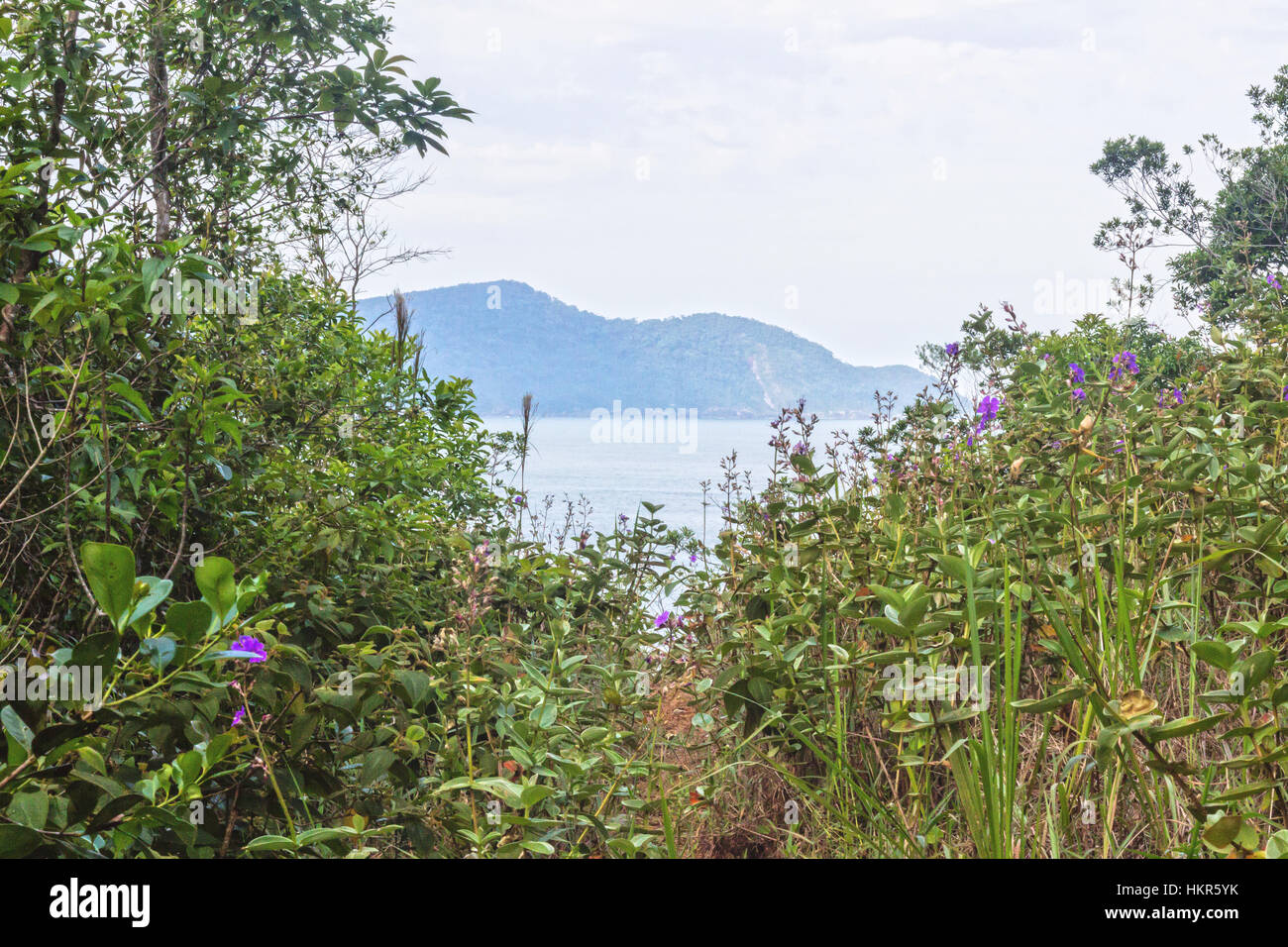 In the middle of the atlantic forest hi-res stock photography and ...