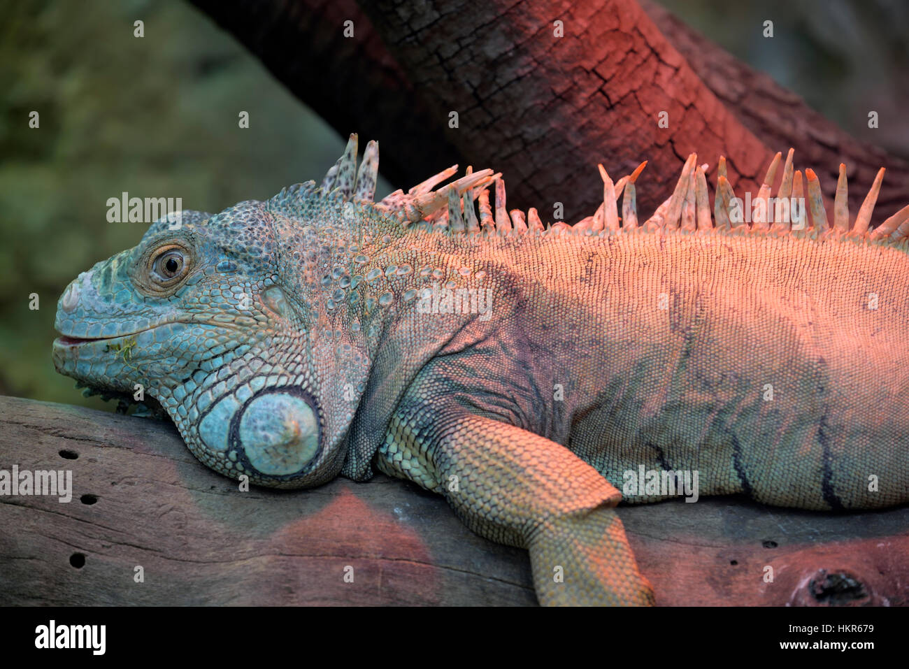 Common green iguana hi-res stock photography and images - Alamy