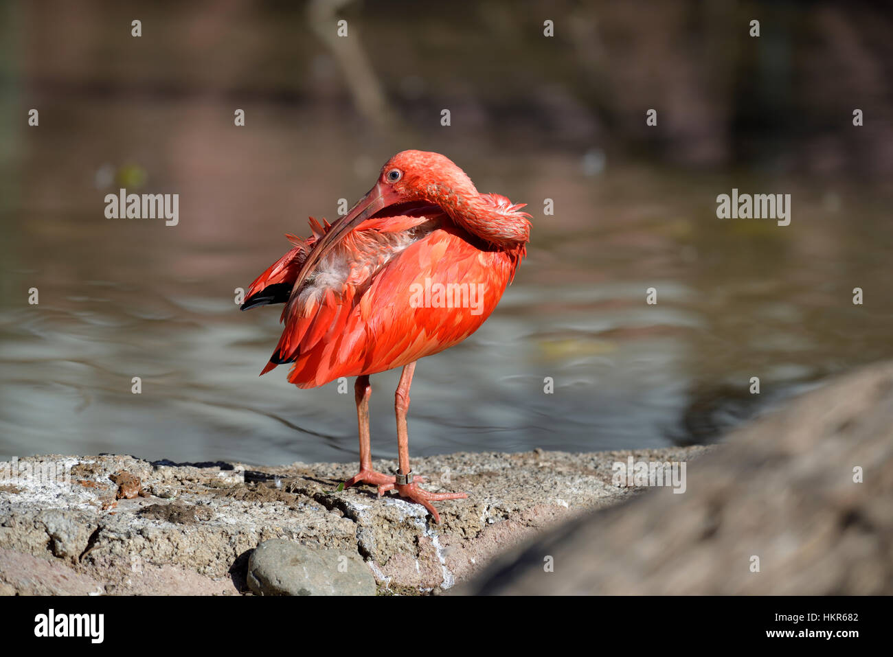 Pink ibis bird hi-res stock photography and images - Alamy