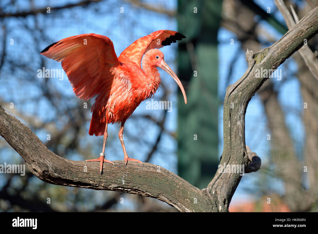 Pink ibis bird hi-res stock photography and images - Alamy