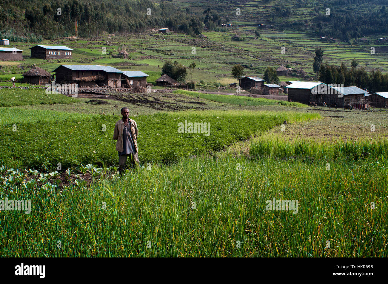 Road between from Wukro to Mekele, Ethiopia. Rice fields located on the ...