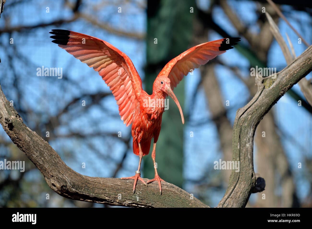 Pink ibis bird hi-res stock photography and images - Alamy