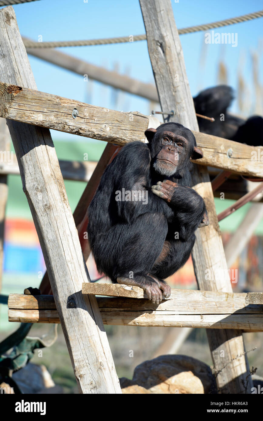 Chimpanzee profile hi-res stock photography and images - Alamy
