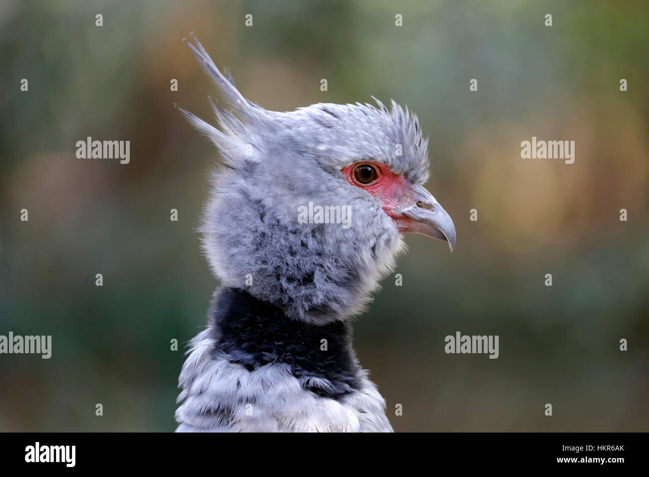 Screamer bird hi-res stock photography and images - Alamy
