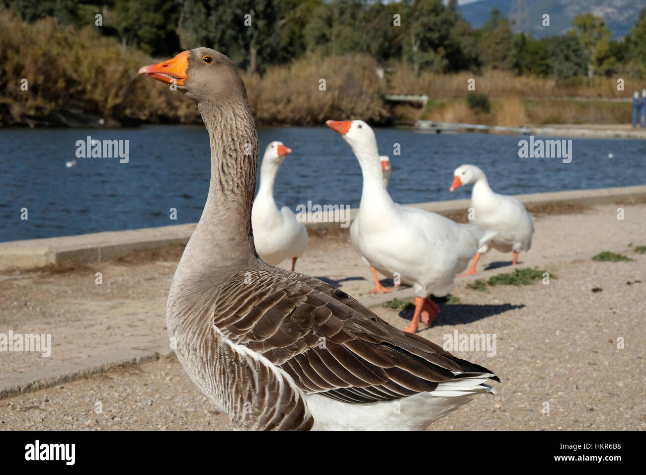 Geese beak hi-res stock photography and images - Alamy
