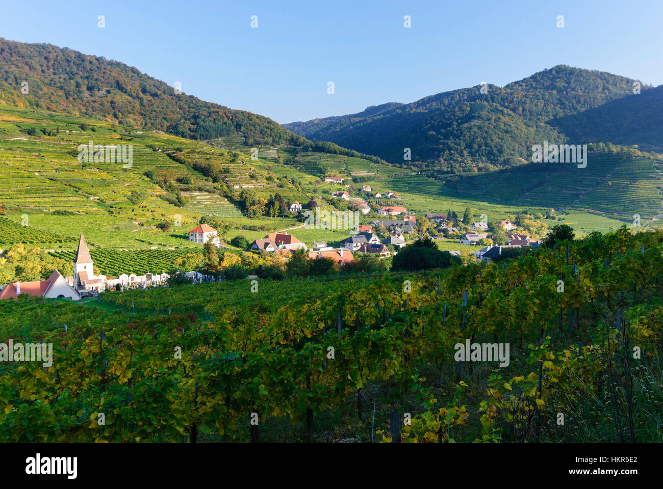 Spitz an der Donau: view to Spitz, vineyard, Wachau, Niederösterreich ...