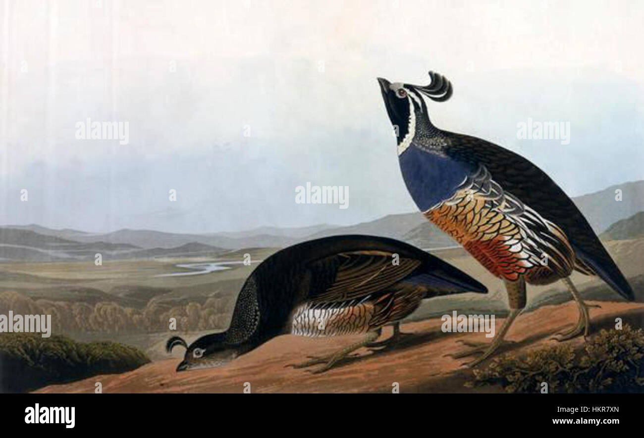 California quail illustration hi-res stock photography and images - Alamy