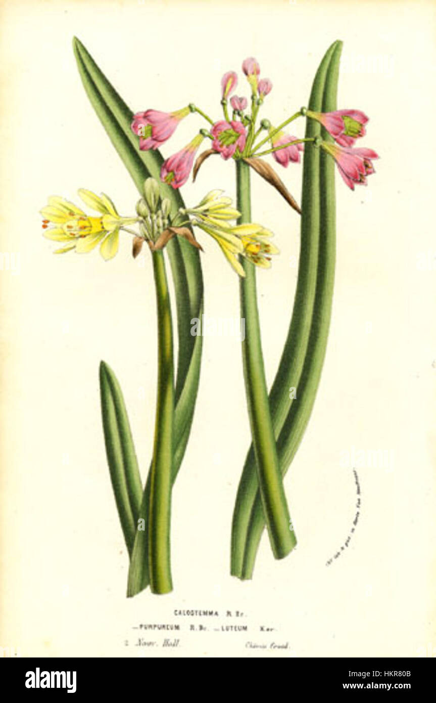 This artwork, 'Calostemma' by Houtte, showcases the intricate details ...