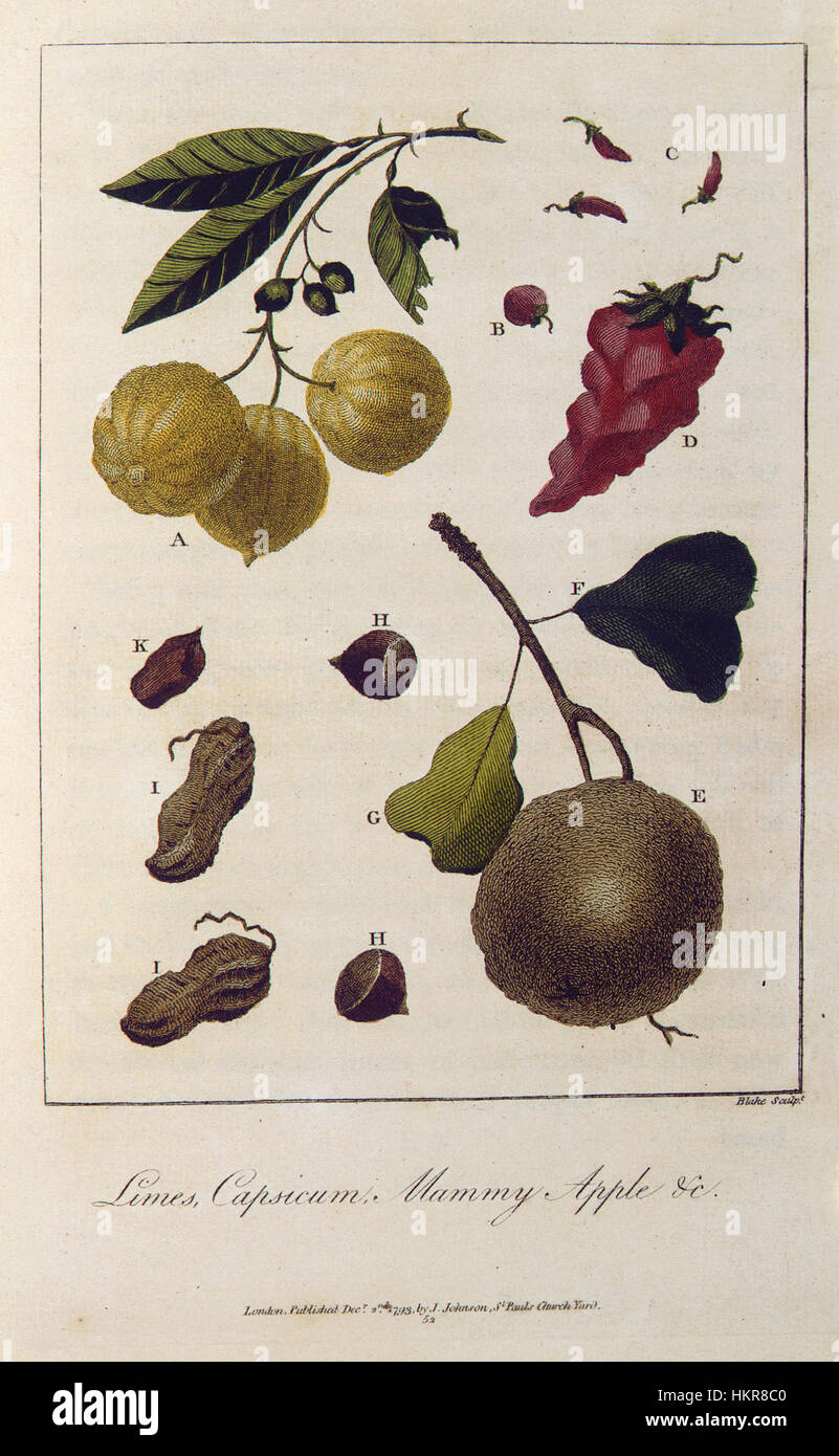 An illustration by William Blake, inspired by John Gabriel Stedman's ...