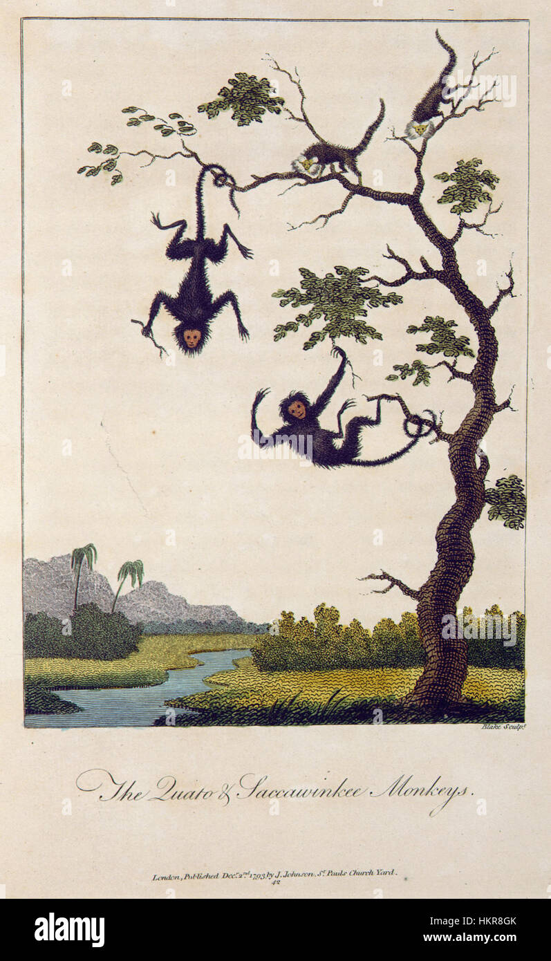 John gabriel stedman hi-res stock photography and images - Alamy