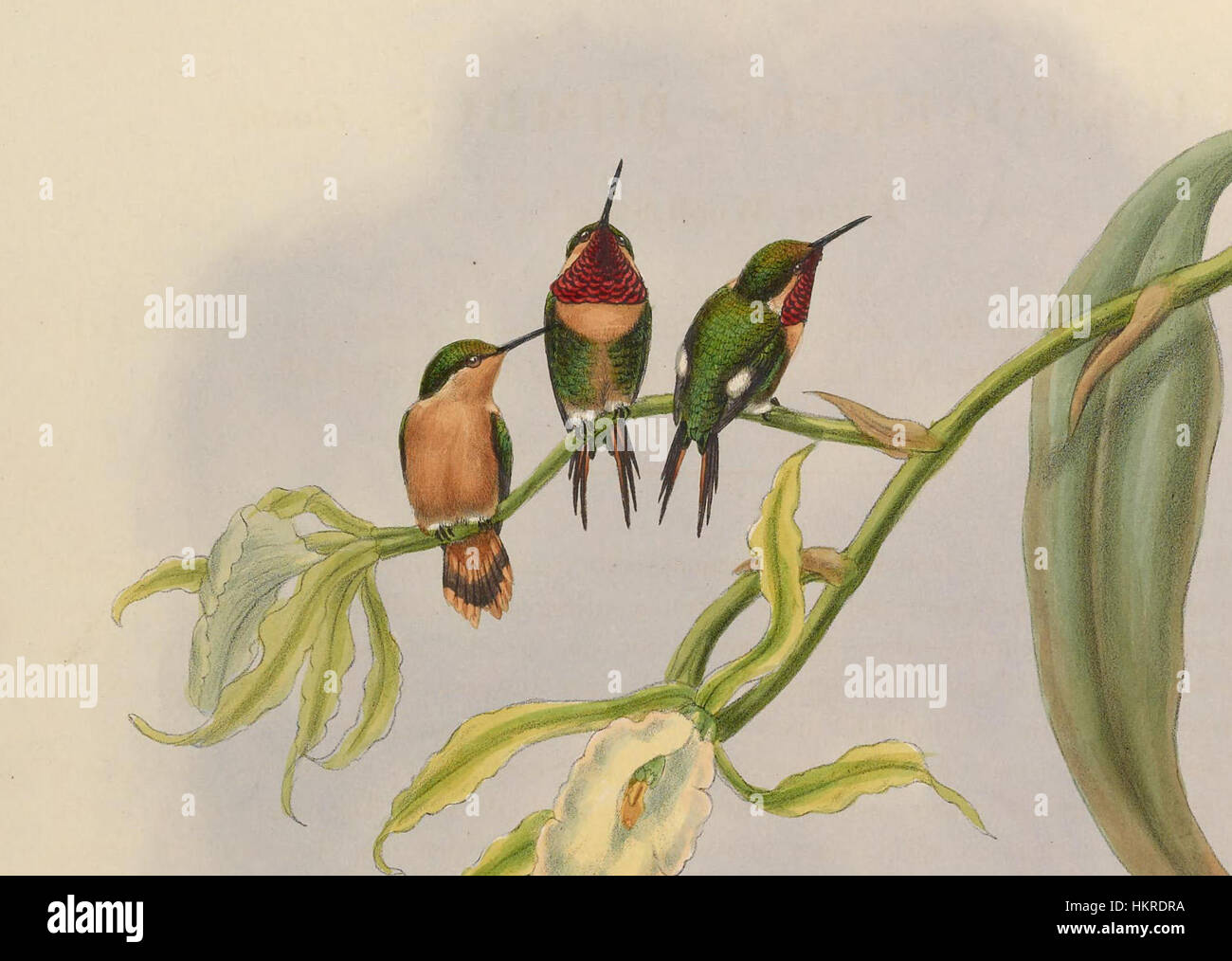 'Chaetocercus bombus' is a detailed botanical illustration of a ...