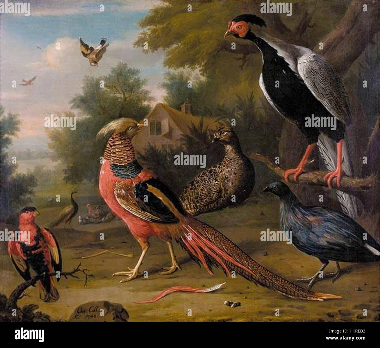 Charles collins birds hi-res stock photography and images - Alamy