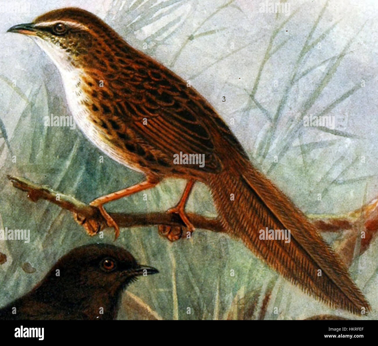 Native to chatham islands hi-res stock photography and images - Alamy
