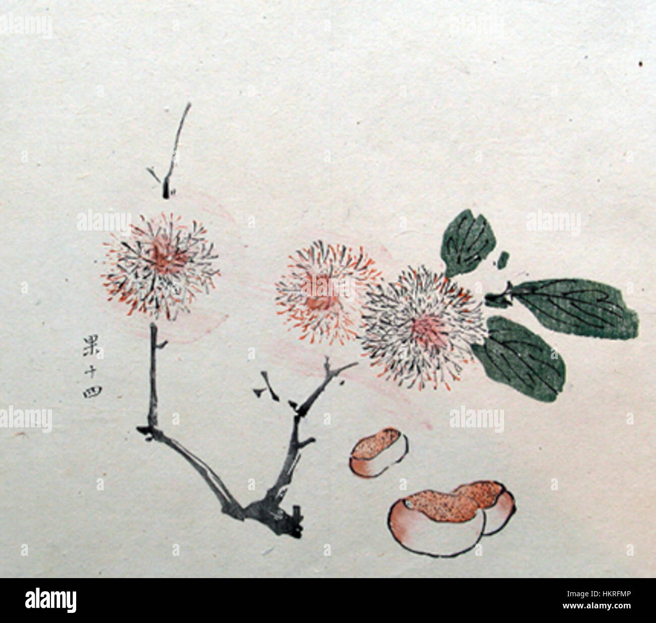 Chestnuts - Hu Zhengyan Stock Photo - Alamy