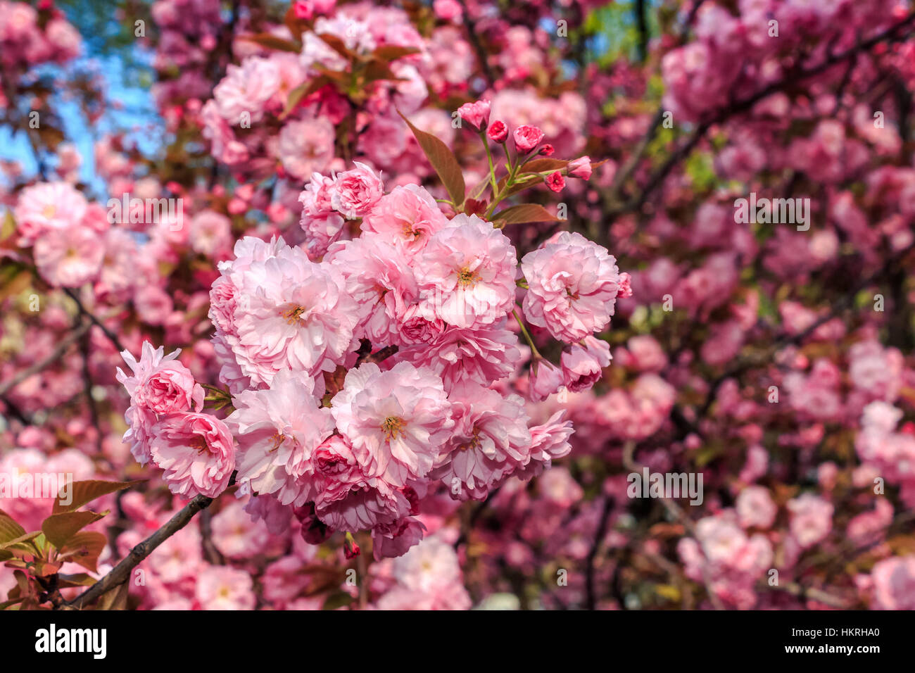 delicate pink flowers of blossomed Japanese cherry trees Stock Photo ...