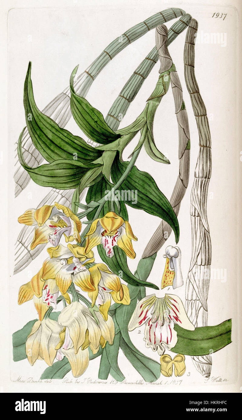 Chysis aurea, illustrated in Edwards' 1837 work, is a vibrant species ...