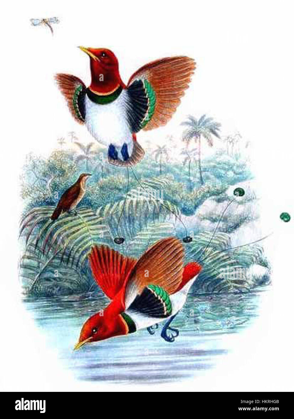 This illustration by John Gould depicts the Cicinnurus regius, a bird ...