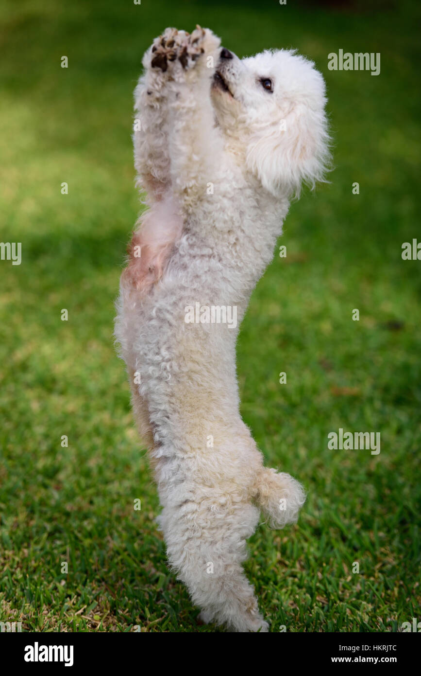 Dog feet white hi-res stock photography and images - Alamy