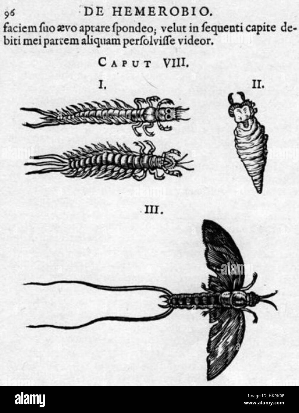 Clutius' 1634 work 'De Hemerobio' features a detailed scientific study ...