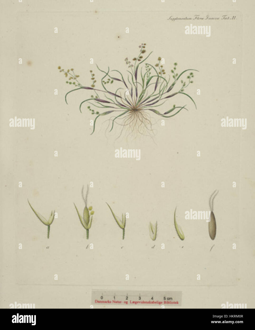 Coleanthus subtilis is a rare plant species native to wetlands and ...