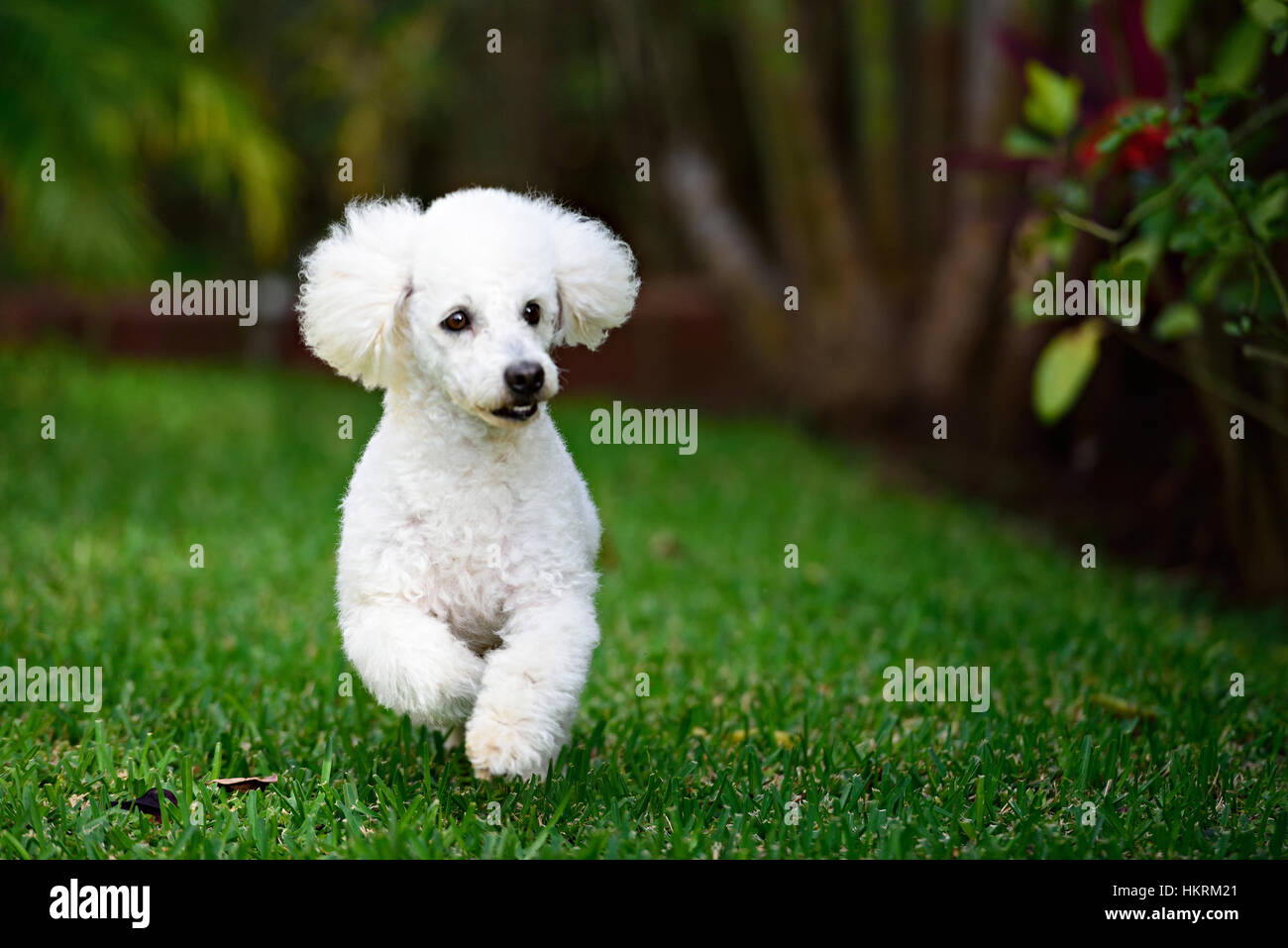 white poodle run in park field green grass Stock Photo - Alamy