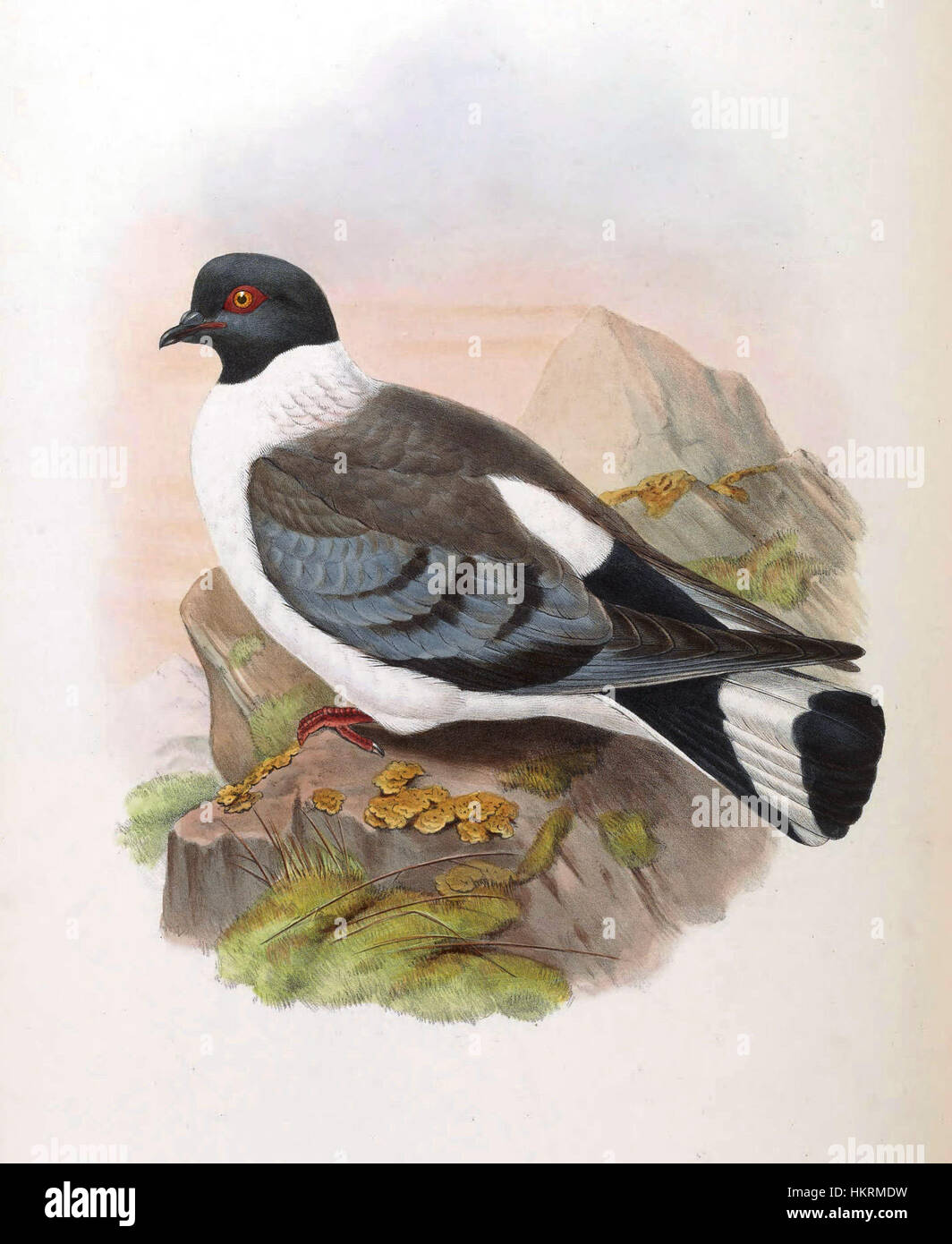 The Columba leuconota, or white-collared pigeon, illustrated by Gould ...