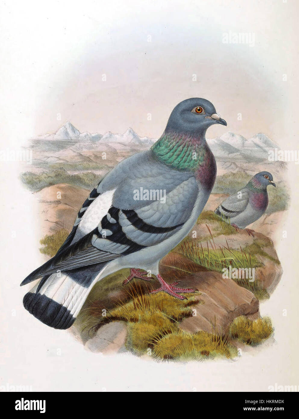 Columba rupestris, also known as the rock pigeon, is a species of bird ...