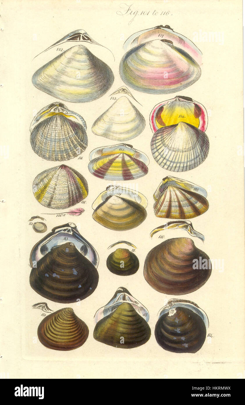 The 'Conchological Manual Plate 005' is an intricate illustration from ...