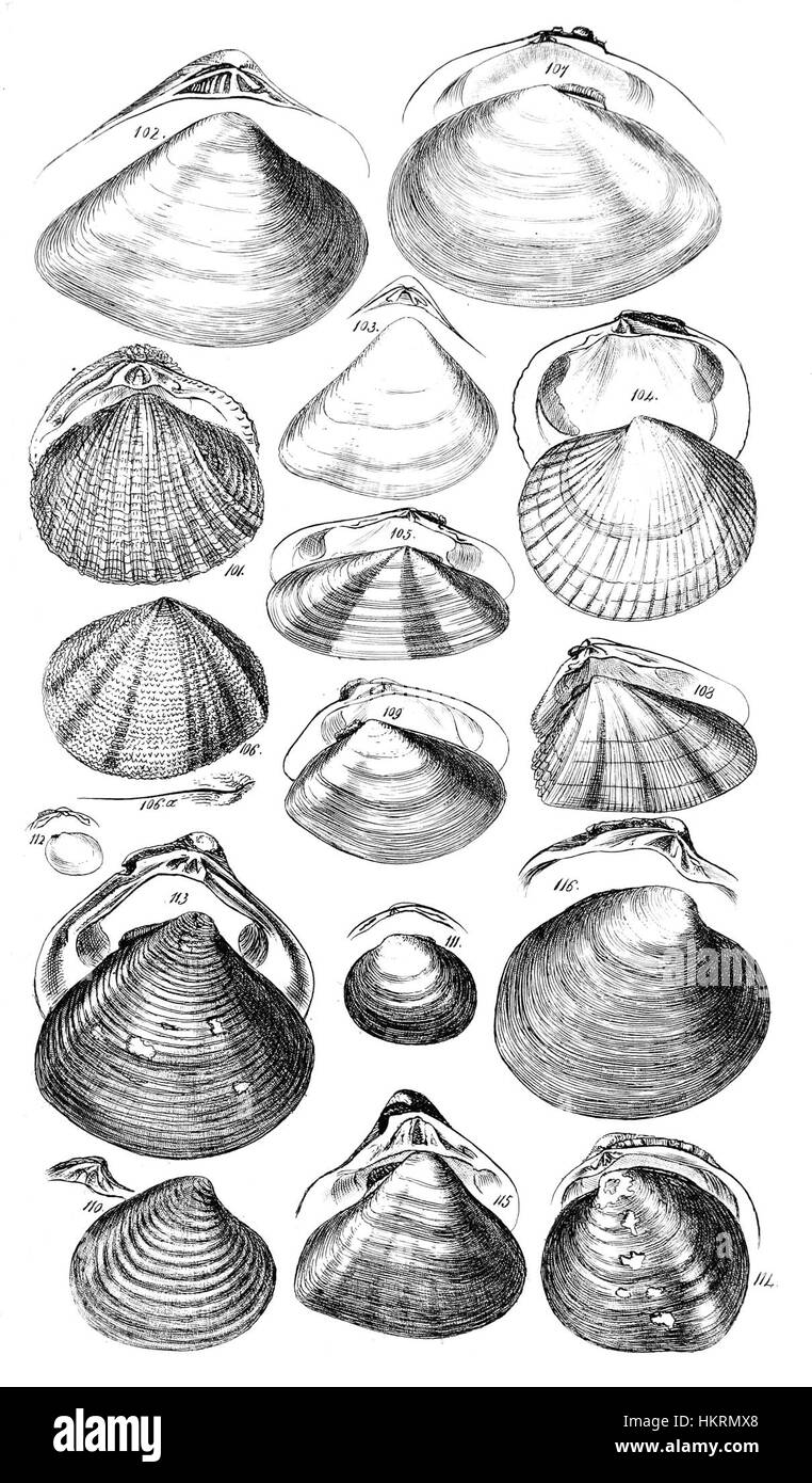 This illustration from the Conchological Manual Plate 05 depicts ...