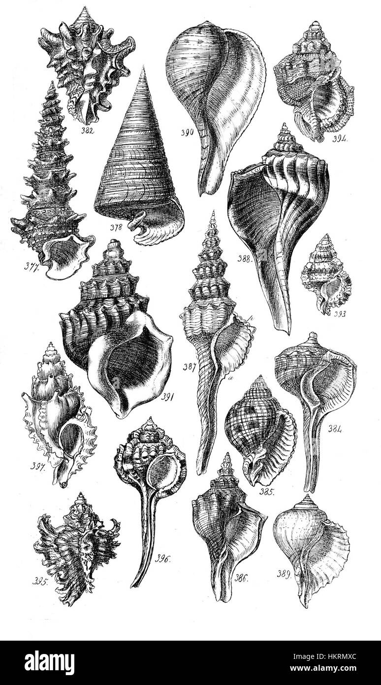 Shells scientific classification hi-res stock photography and images ...