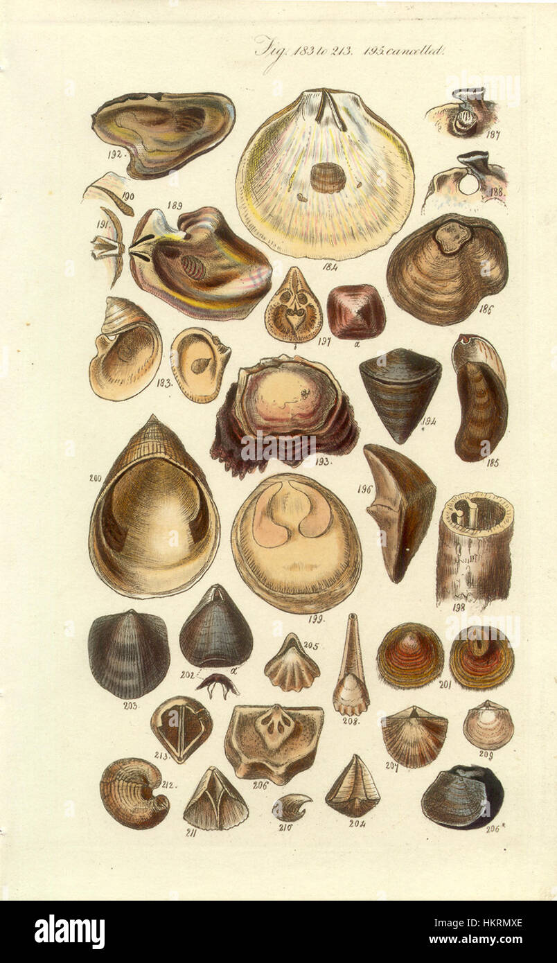 An illustration from the 'Conchological Manual,' Plate 011, showcasing ...