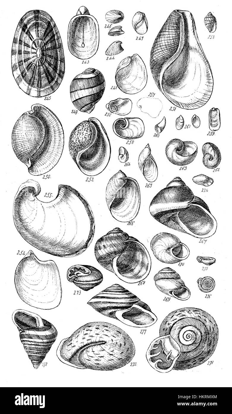*Conchological Manual Plate 13* is a detailed illustration of various ...
