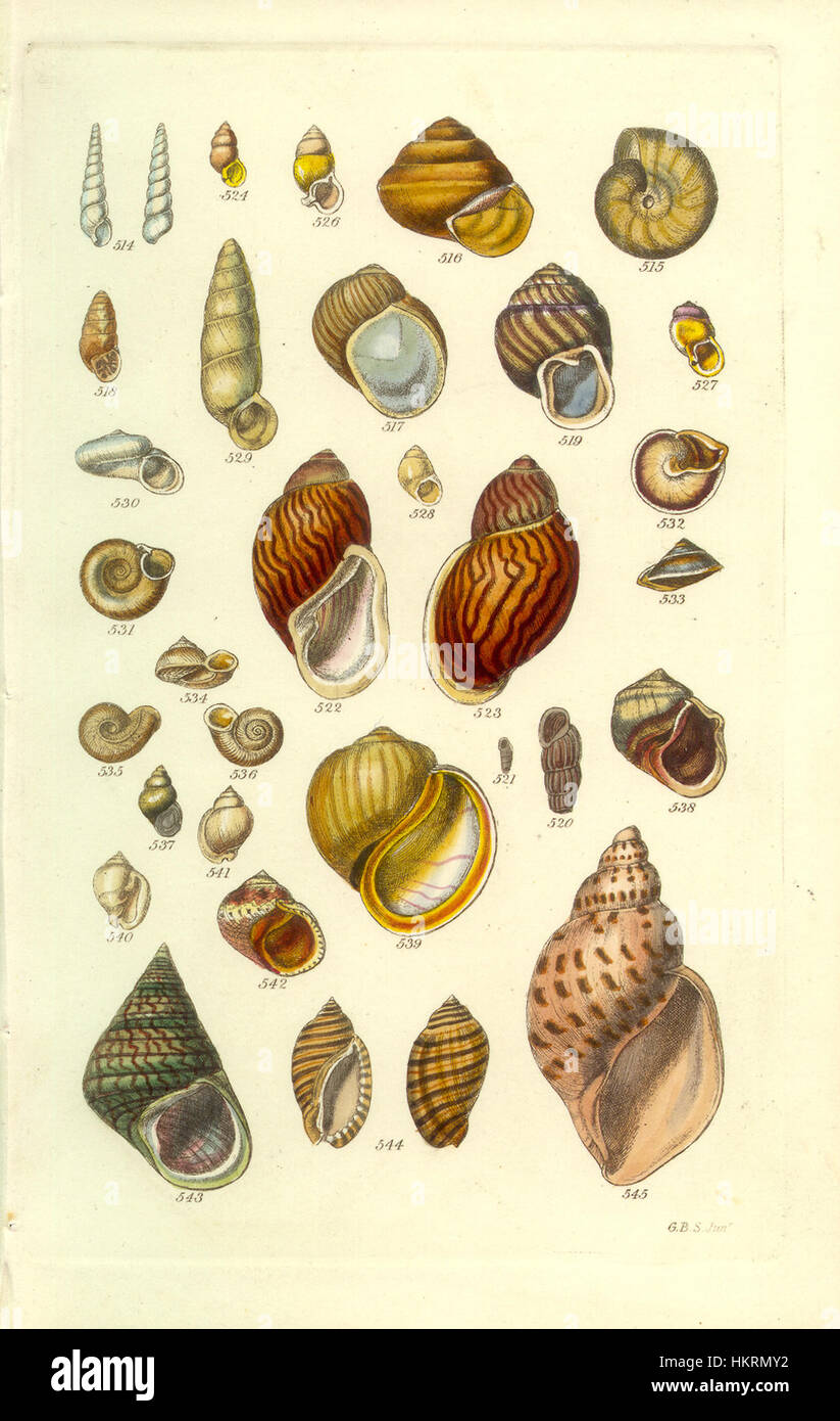 Showcasing marine life and shell diversity hi-res stock photography and ...