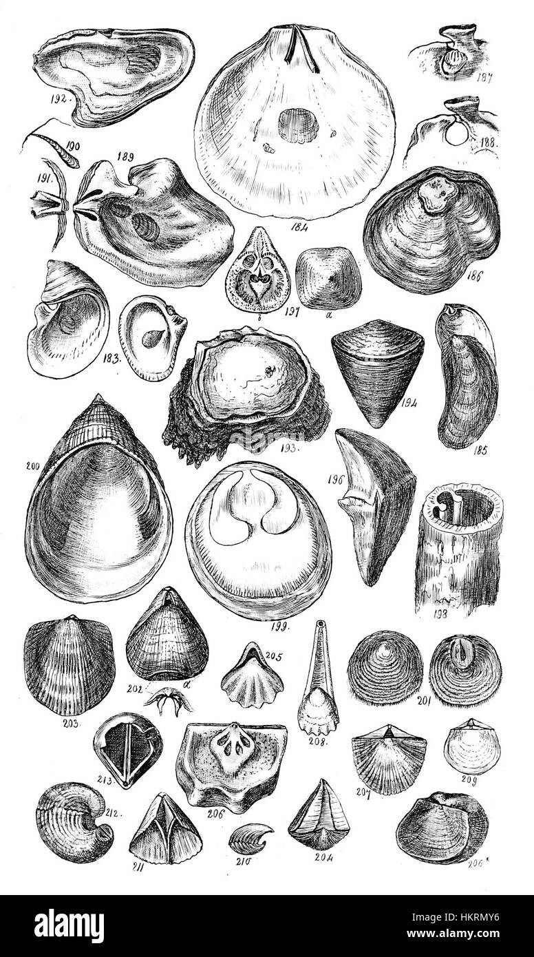 Guide marine Black and White Stock Photos & Images - Alamy