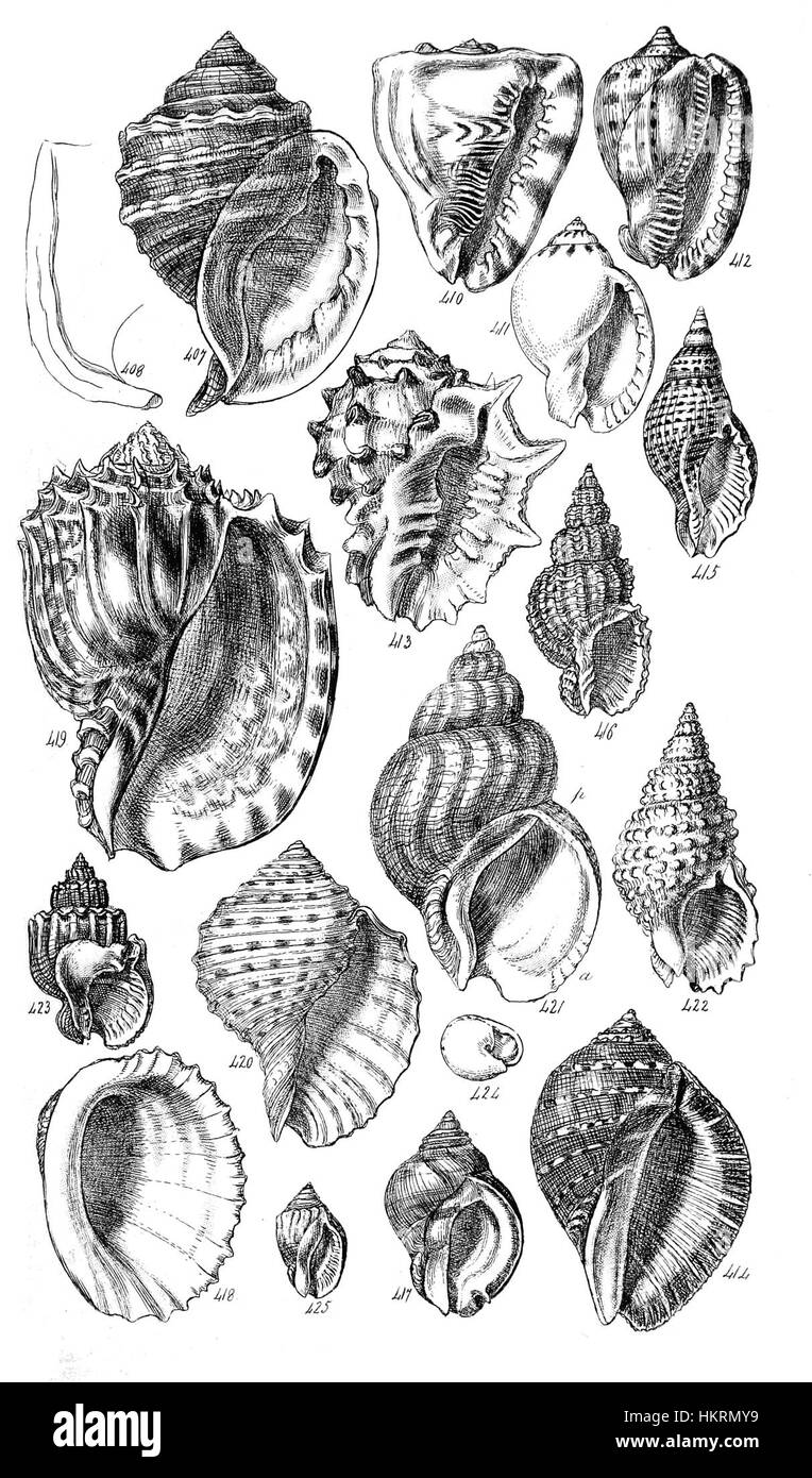 This illustration from a conchological manual depicts various marine ...