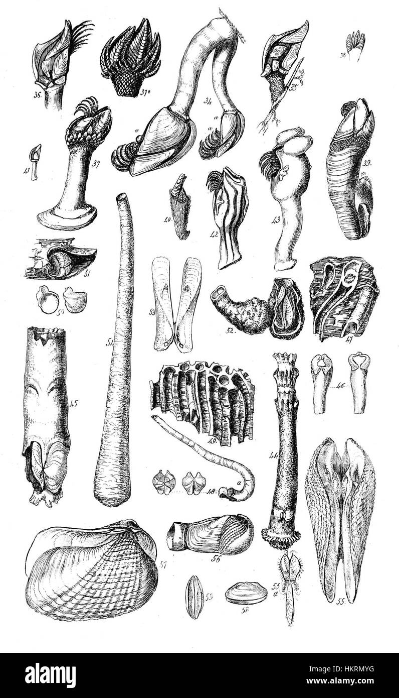 This illustration from a conchological manual depicts various shells ...