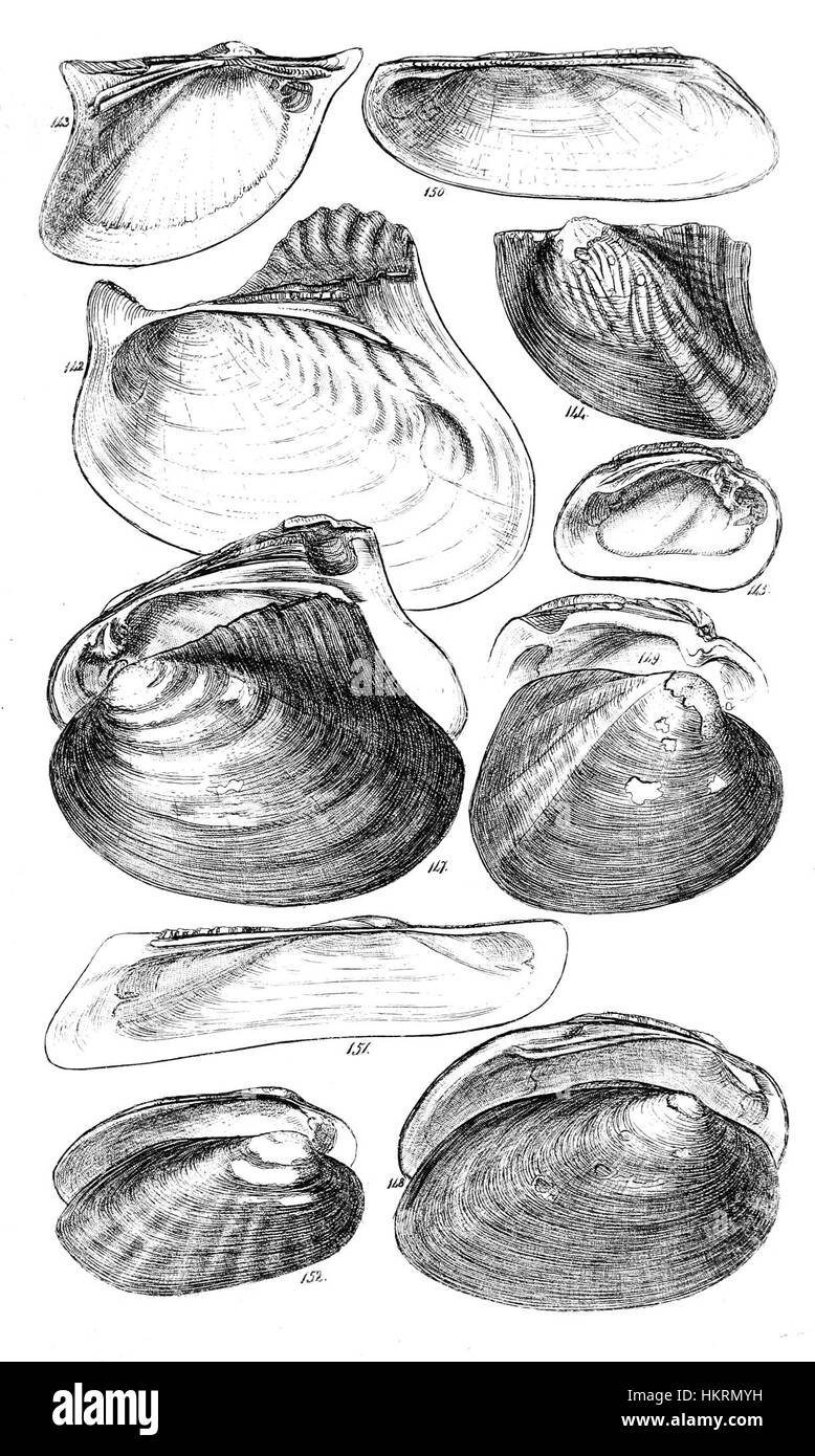 Identification of shells Cut Out Stock Images & Pictures - Alamy