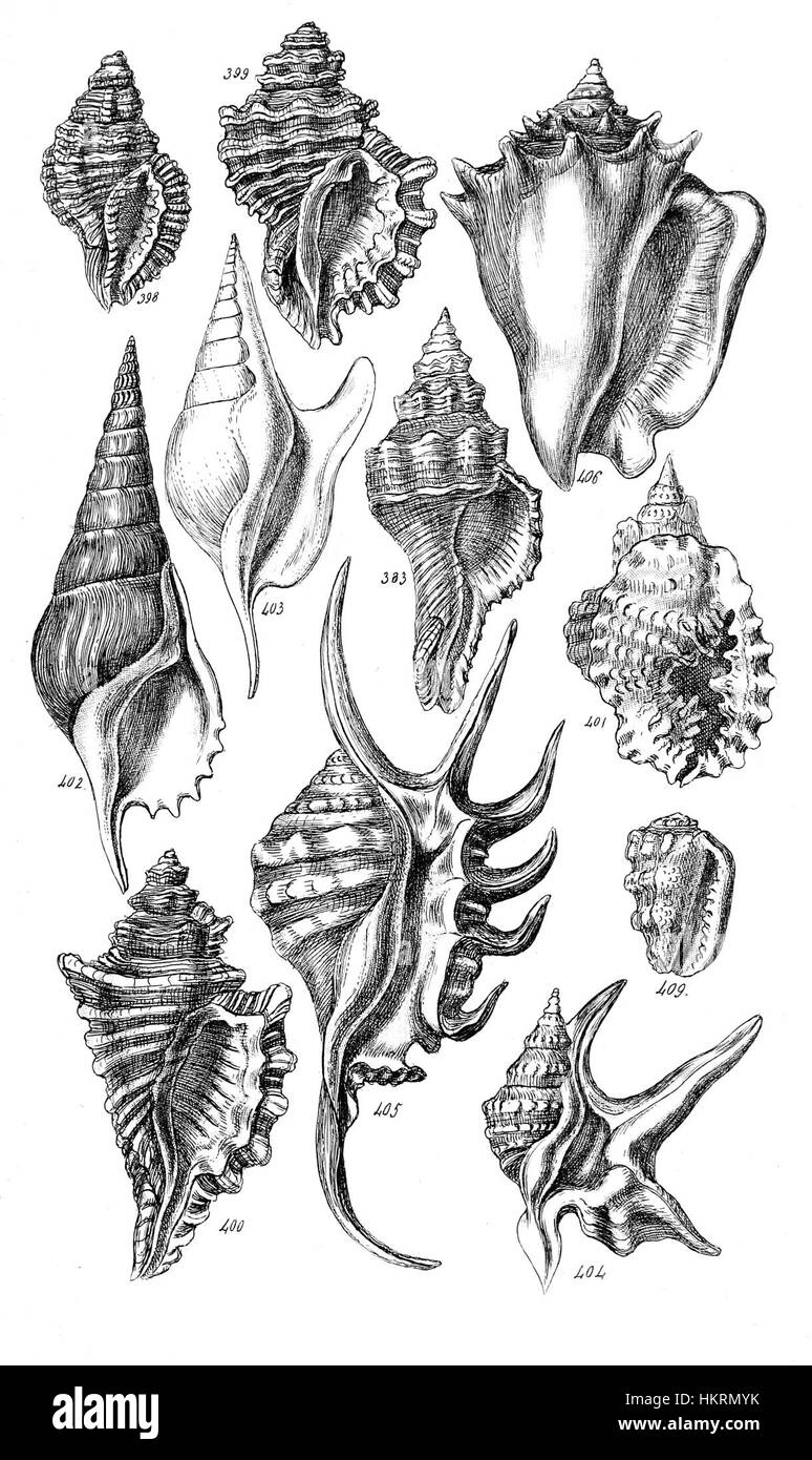 Shells drawing hi-res stock photography and images - Alamy