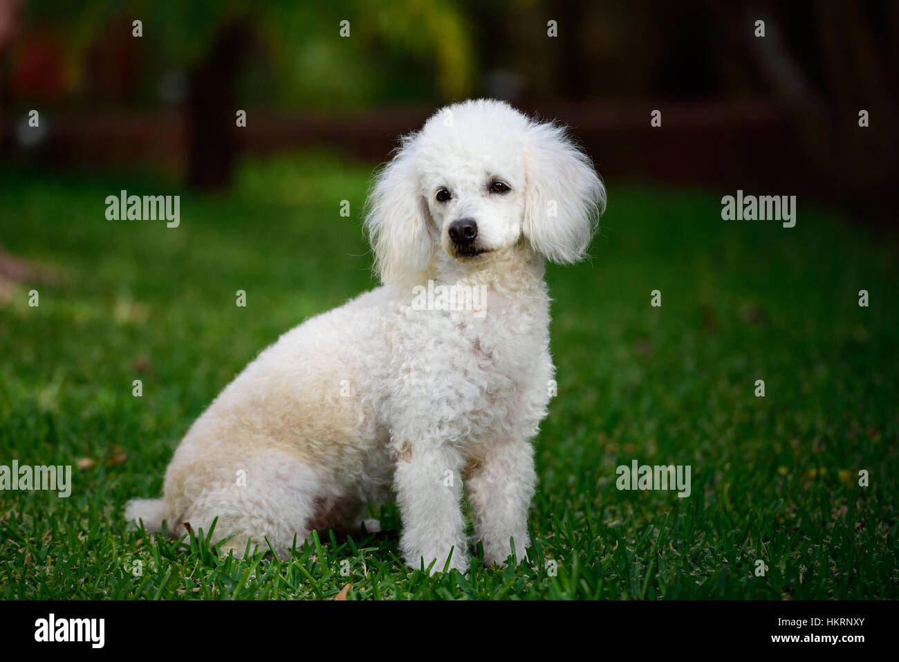 Can A Poodle Be An Outside Dog