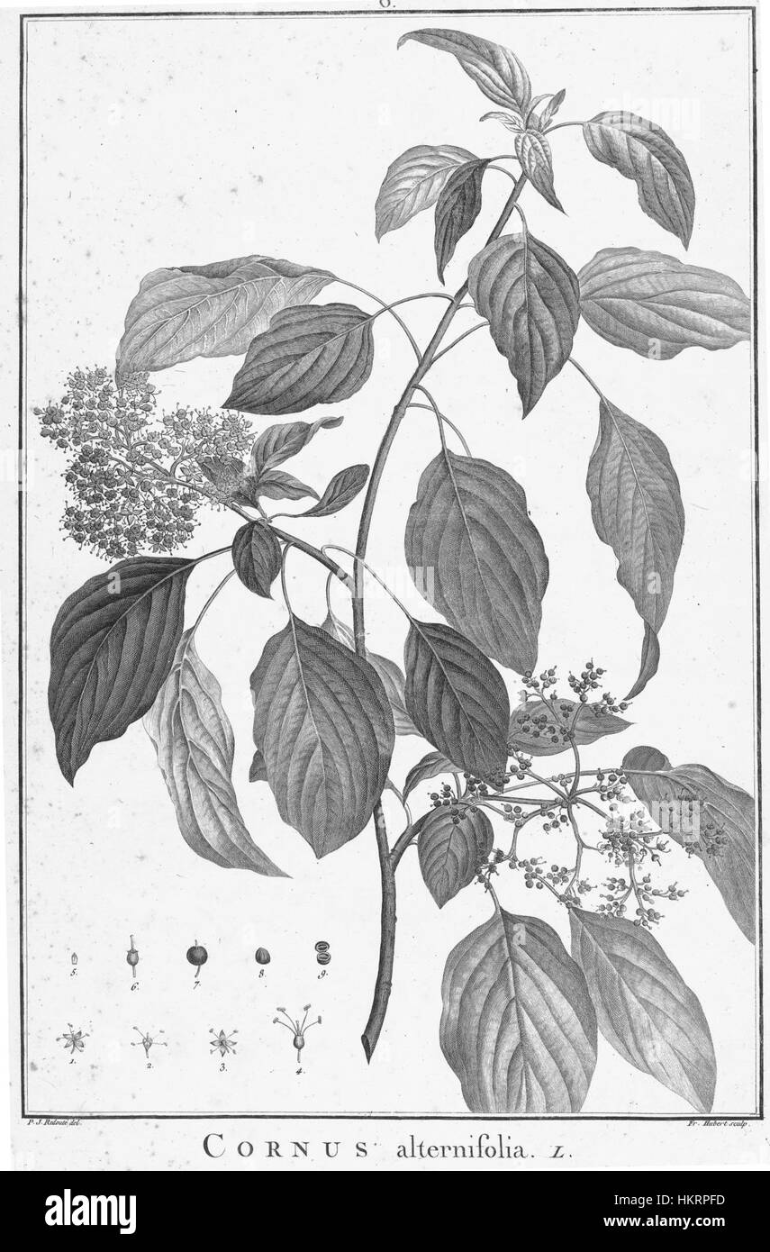 Cornus alternifolia hi-res stock photography and images - Alamy