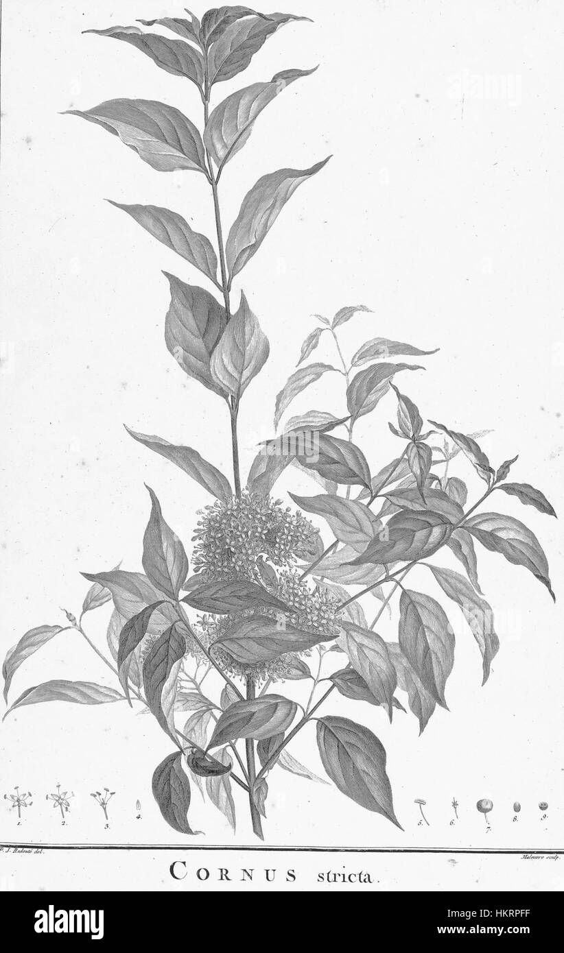 A botanical illustration of *Cornus foemina*, commonly known as the ...