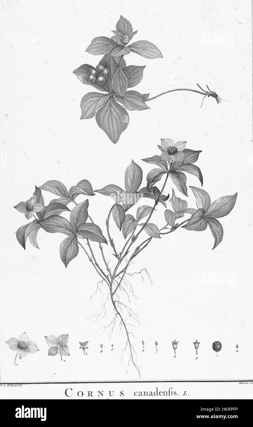 This botanical artwork of Cornus canadensis (Bunchberry) shows detailed ...