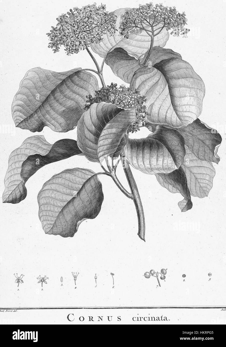 Rugosa Black and White Stock Photos & Images - Alamy