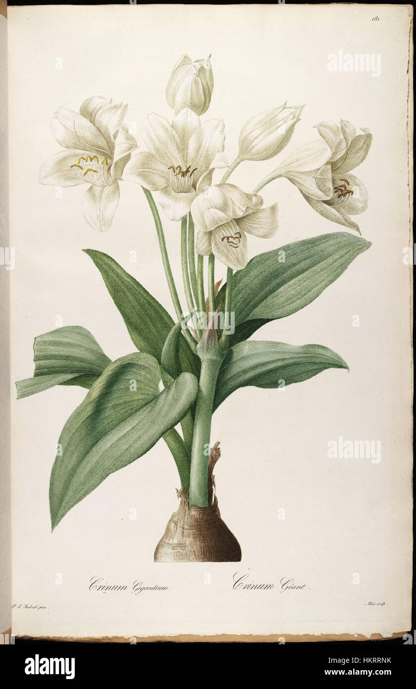 This botanical artwork depicts Crinum jagus, a flowering plant known ...