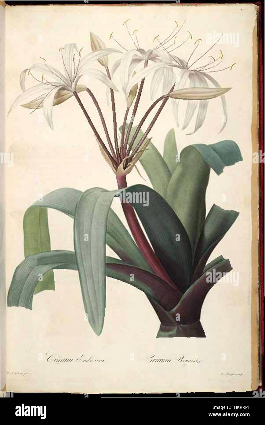Crinum erubescens, commonly known as the red crinum lily, is a striking ...