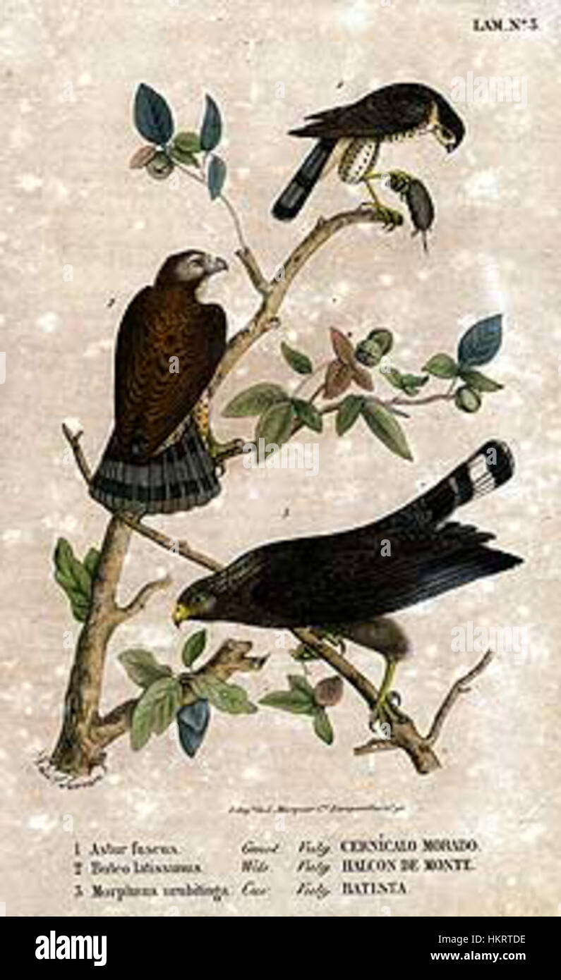 The painting of Cuban hawks showcases the dynamic beauty and majesty of ...