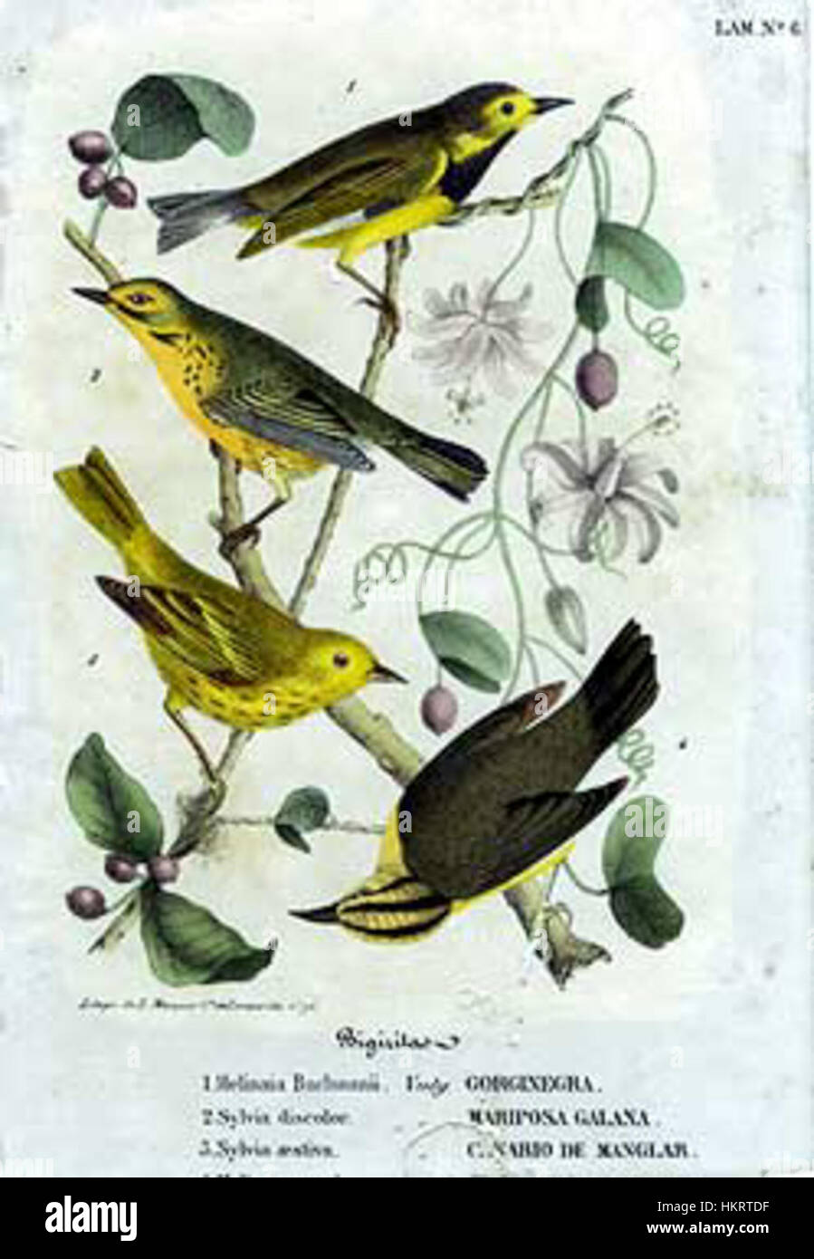 The Cuban warblers are featured in this detailed painting, showcasing ...