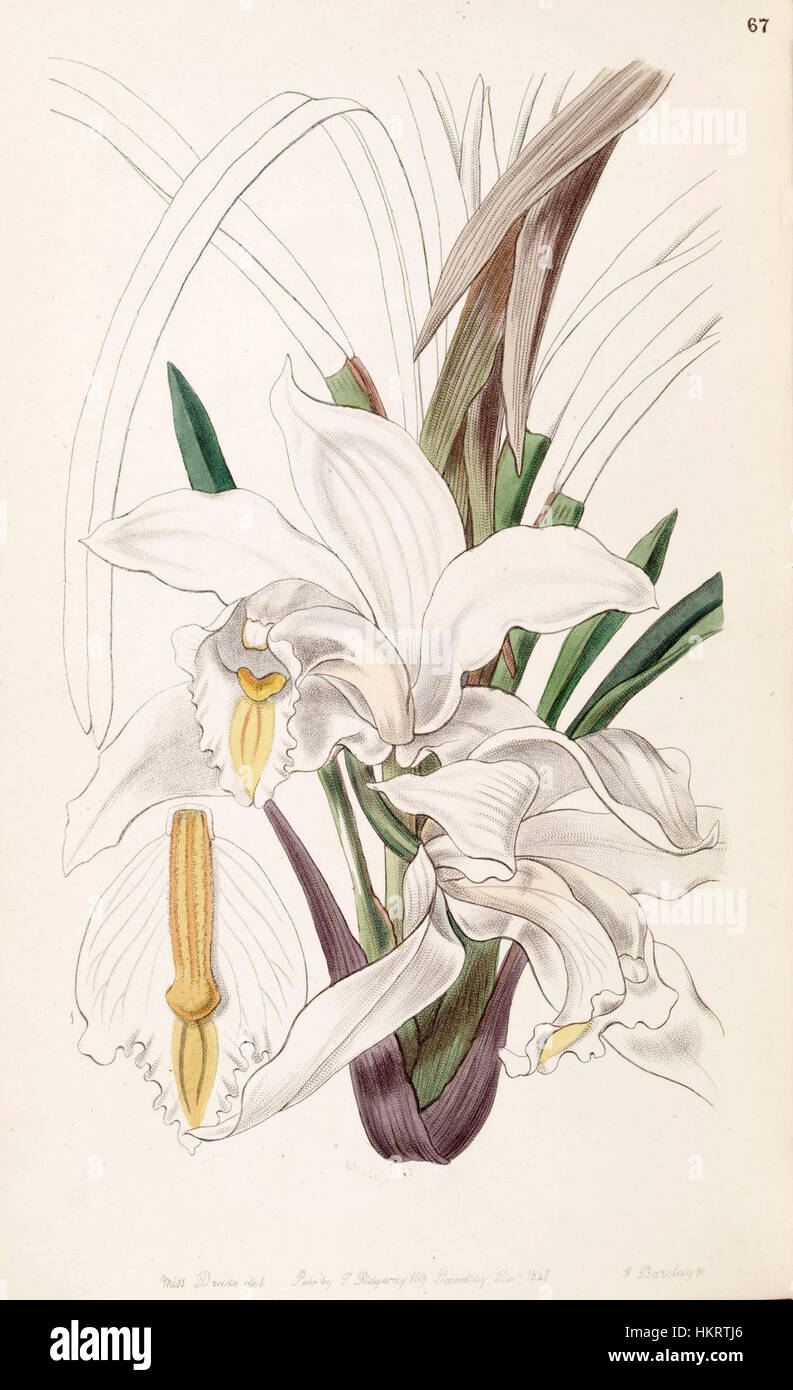 A botanical illustration of Cymbidium eburneum from Edwards’s botanical ...