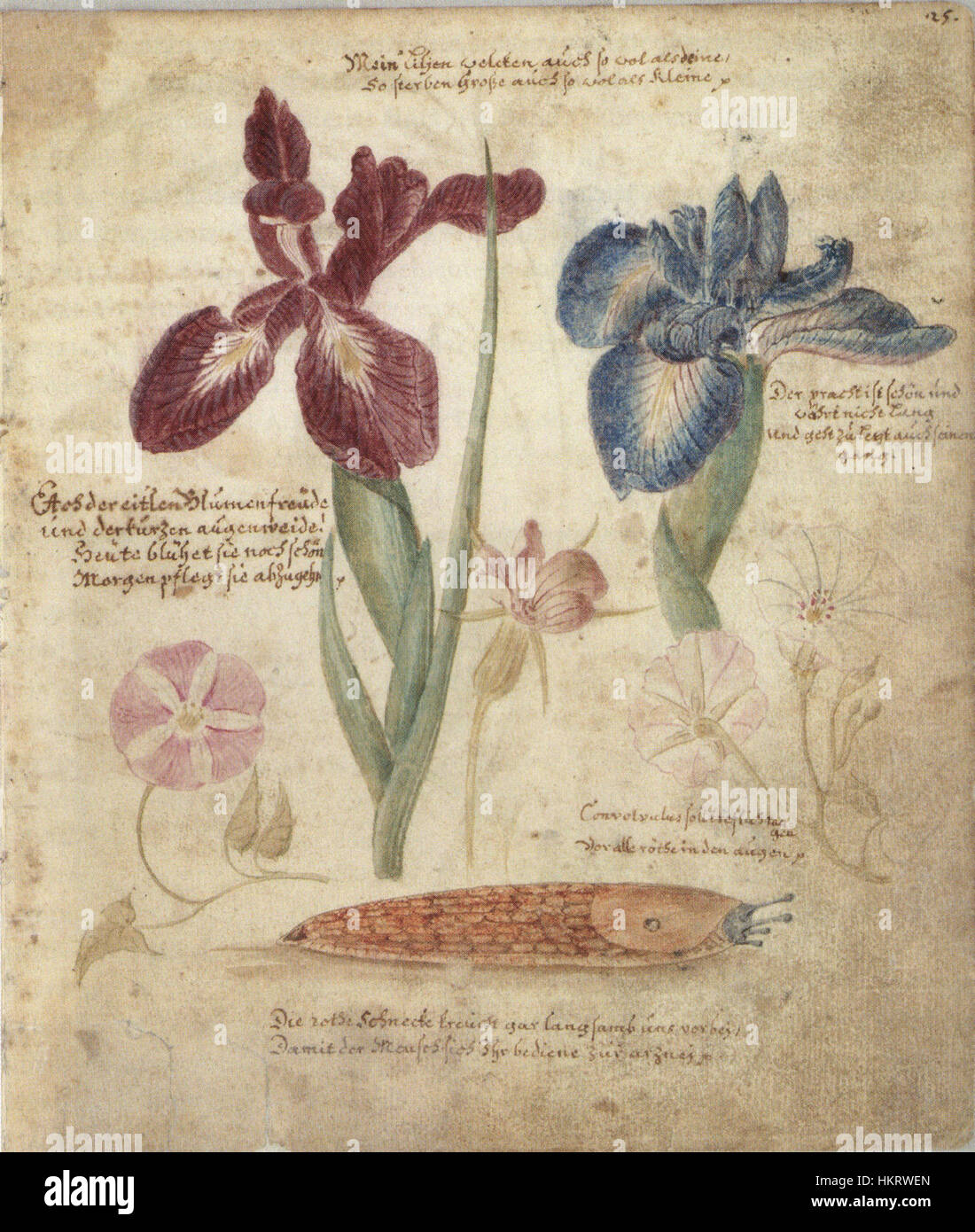 A still-life painting by Daniel Pfisterer, depicting a detailed study ...