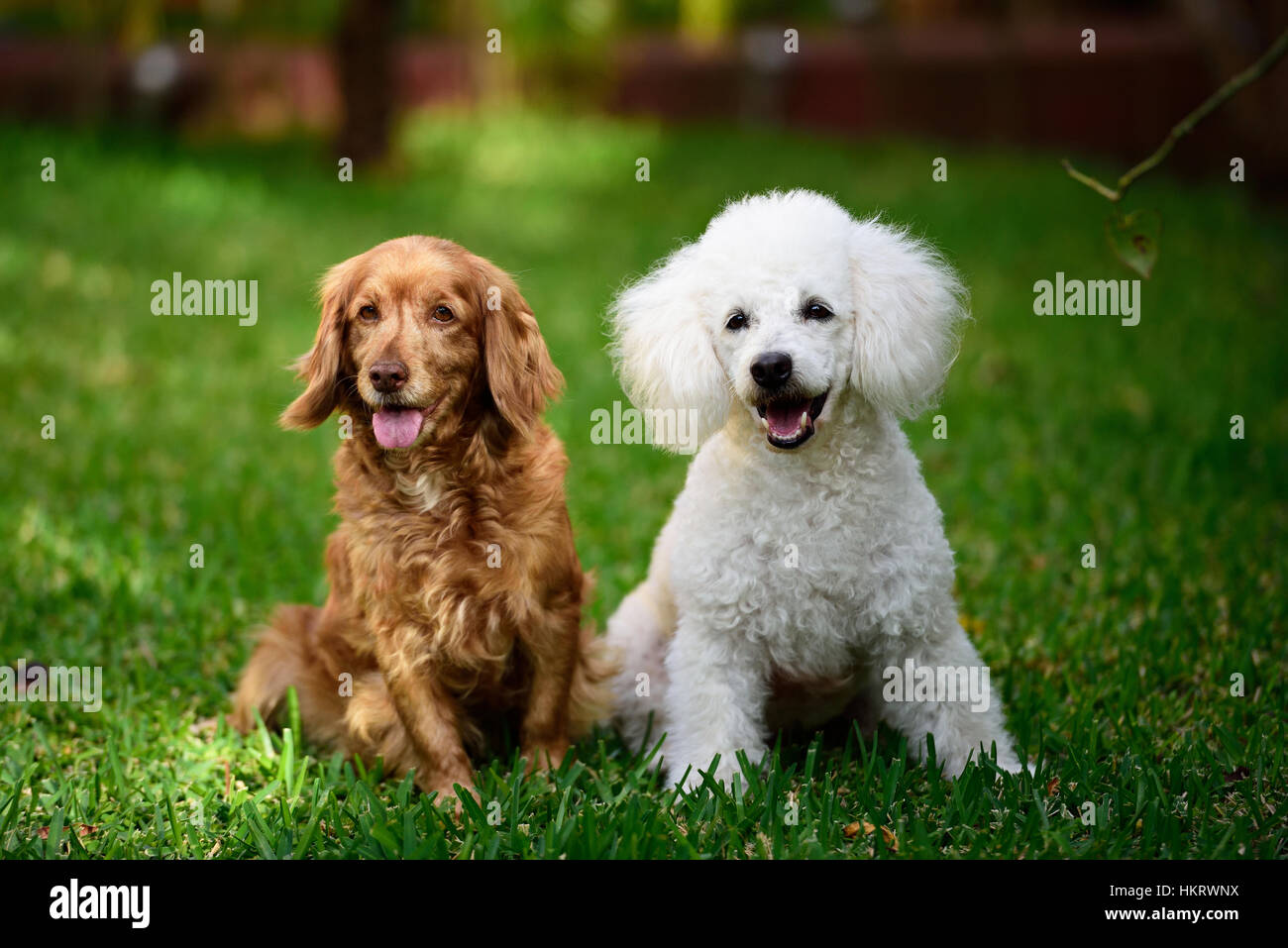 white poodle and cocker spaniel sitting on green grass Stock Photo - Alamy